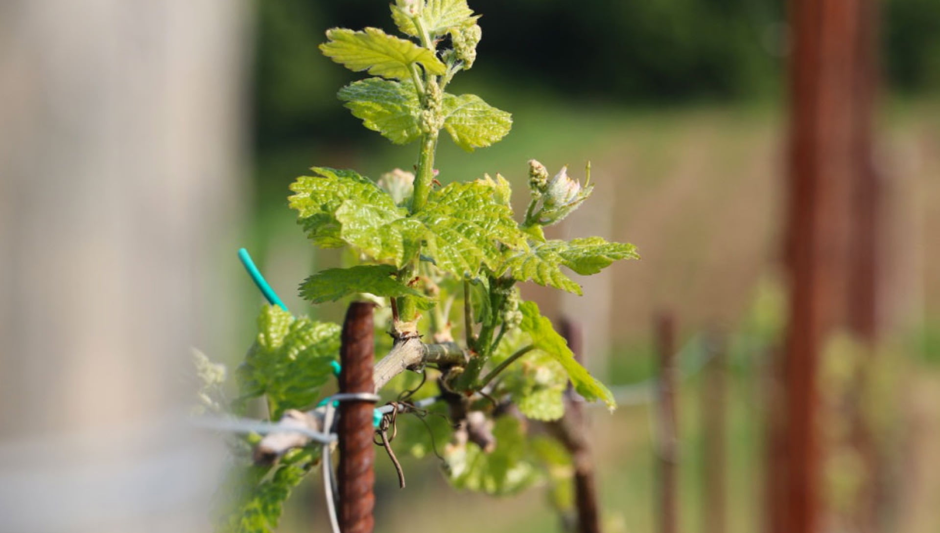 I vigneti | Tellurit